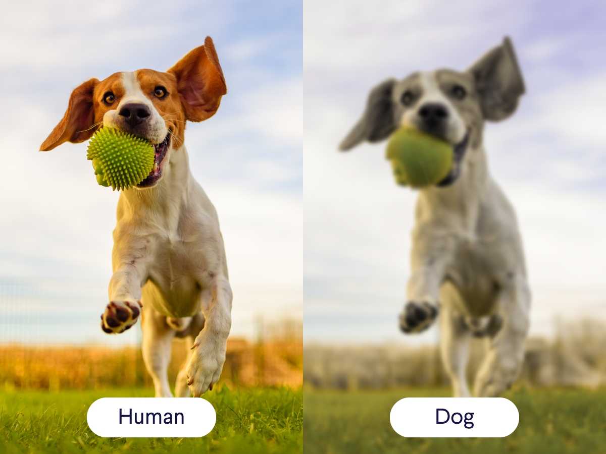 How Is Dogs Eye Vision Different Then Humans Belmont Eye Center