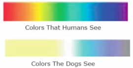 How Is Dogs Eye Vision Different Then Humans? | Belmont Eye Center